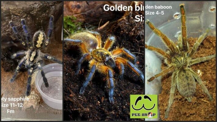 Bảng giá Nhện Tarantula hàng tháng của Ú Ù PETSHOP