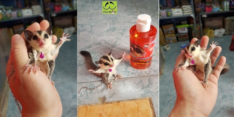 Sóc bay Úc - người bạn thú cưng ngọt ngào trong nhà