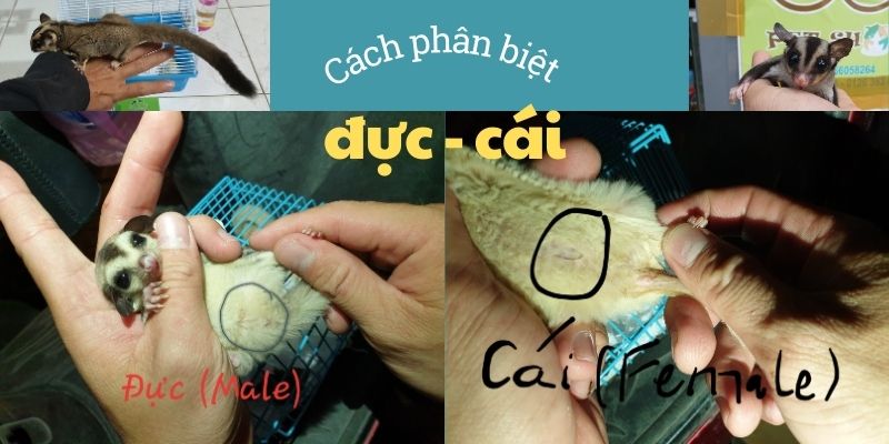 Sóc bay Úc - người bạn thú cưng ngọt ngào trong nhà