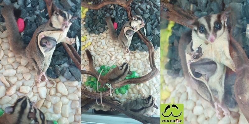 Sóc bay Úc - người bạn thú cưng ngọt ngào trong nhà