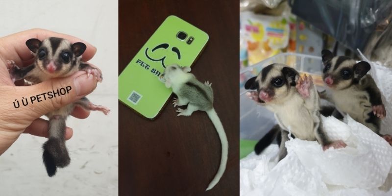 Sóc bay Úc - người bạn thú cưng ngọt ngào trong nhà
