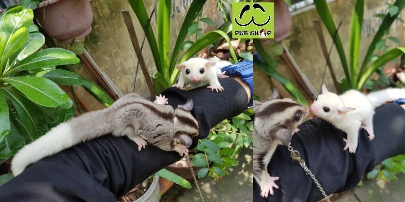 Sóc bay Úc - người bạn thú cưng ngọt ngào trong nhà