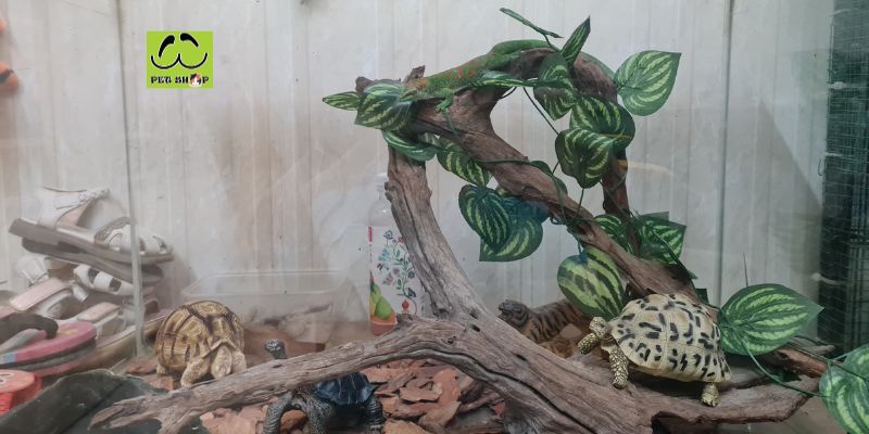 Giant Day Gecko và những điều chưa biết