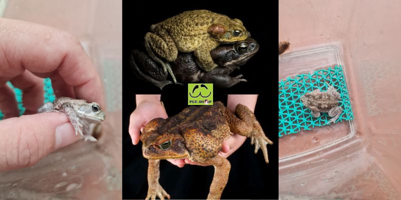 Cóc Mía (Cane Toad) | Đặc Điểm, Cách Nuôi, Phân Biệt Đực Cái